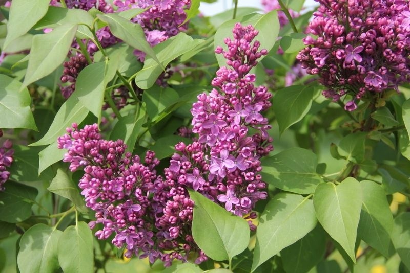 Sering 'Ruhm von Horstenstein', Syringa vulgaris 'Ruhm von Horstenstein ...