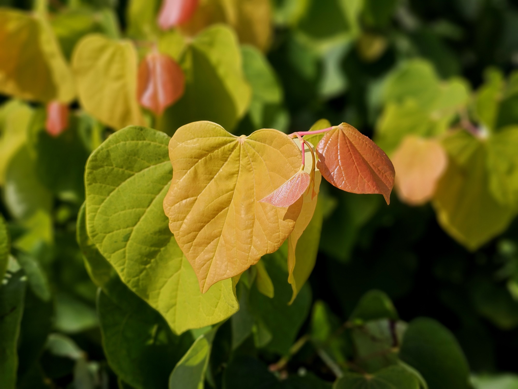 Judasboom 'The Rising Sun', Cercis. can 'The Rising Sun' kopen