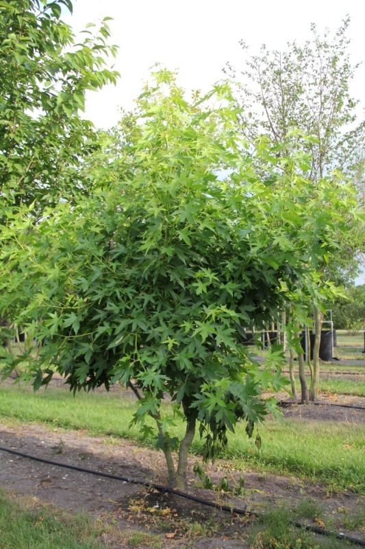 Amberboom 'Worplesdon', Liquidambar styraciflua 'Worplesdon' kopen