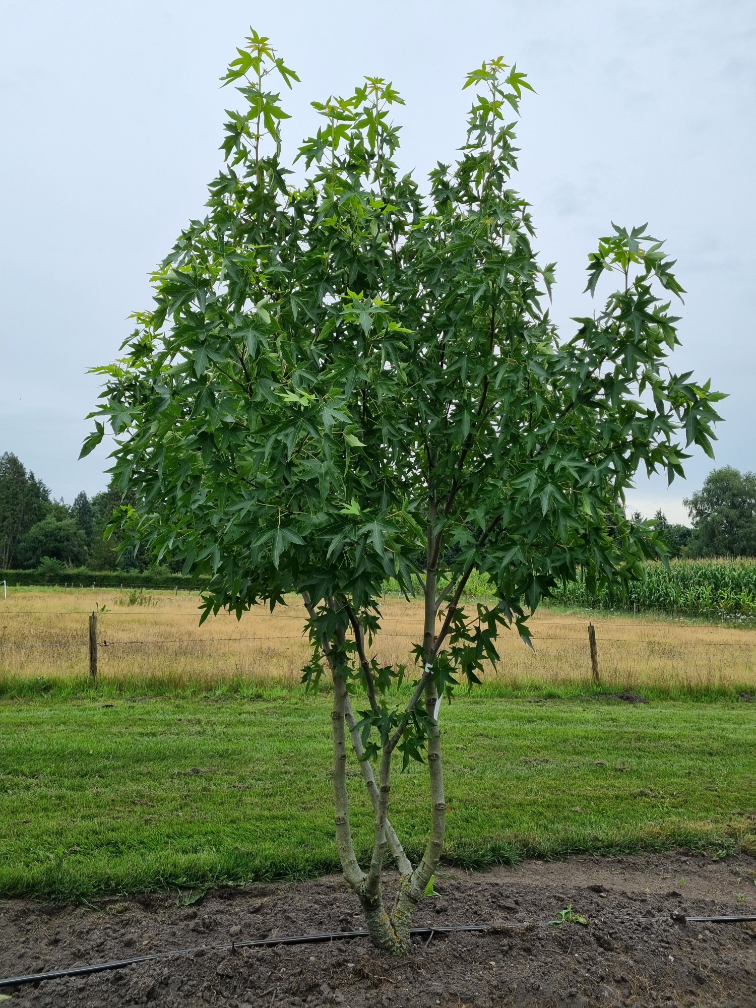 Amberboom, Liquidambar styraciflua kopen