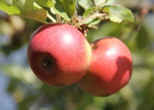 Appel 'Elstar', Malus domestica 'Elstar' kopen