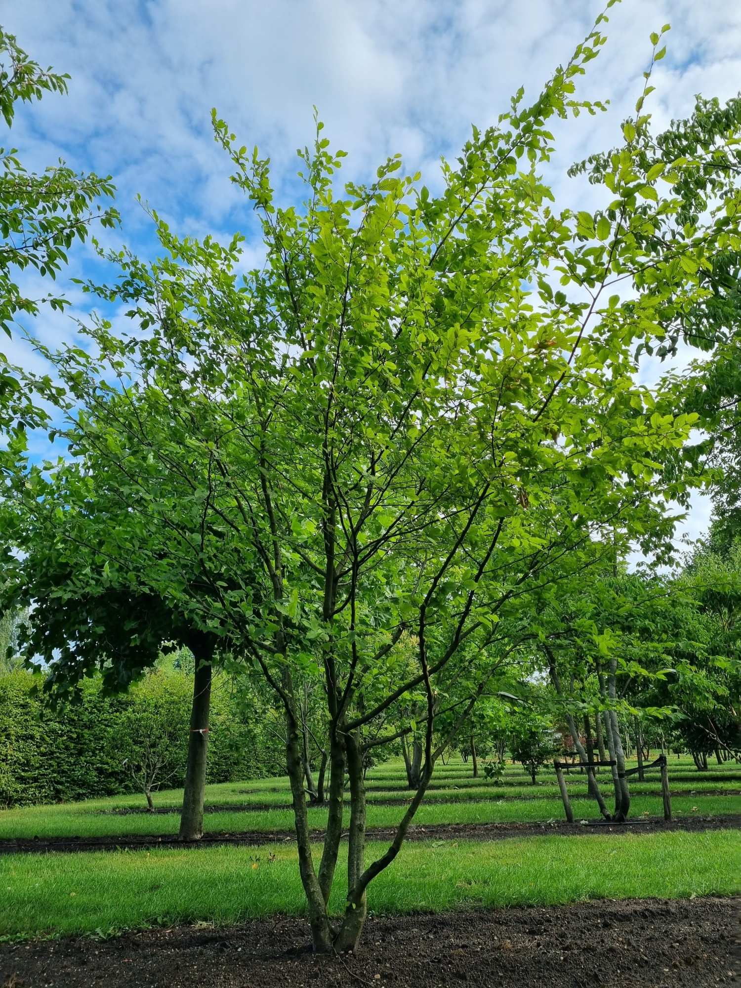 Carpinus betulus als solitaire meerstammige boom