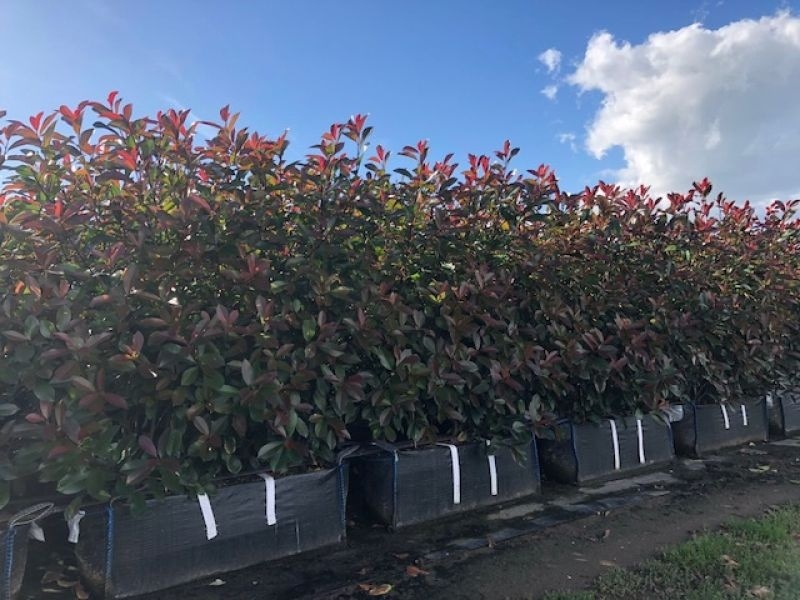 Glansmispel, Photinia fraseri 'Red Robin' kopen