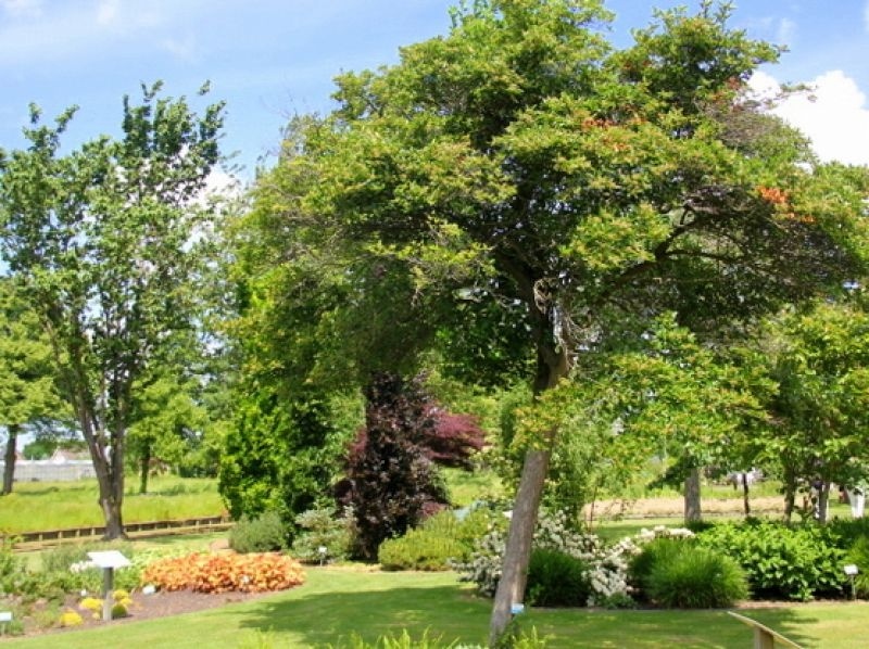 Pruimbladige Meidoorn, Crataegus persimilis 'Splendens' kopen