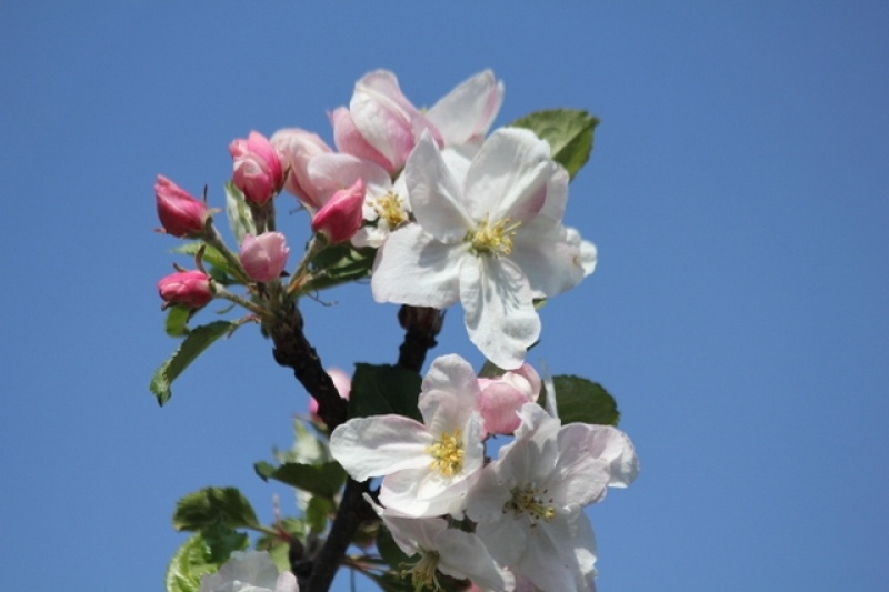 Appel 'Rode Boskoop', Malus domestica 'Rode Boskoop' kopen
