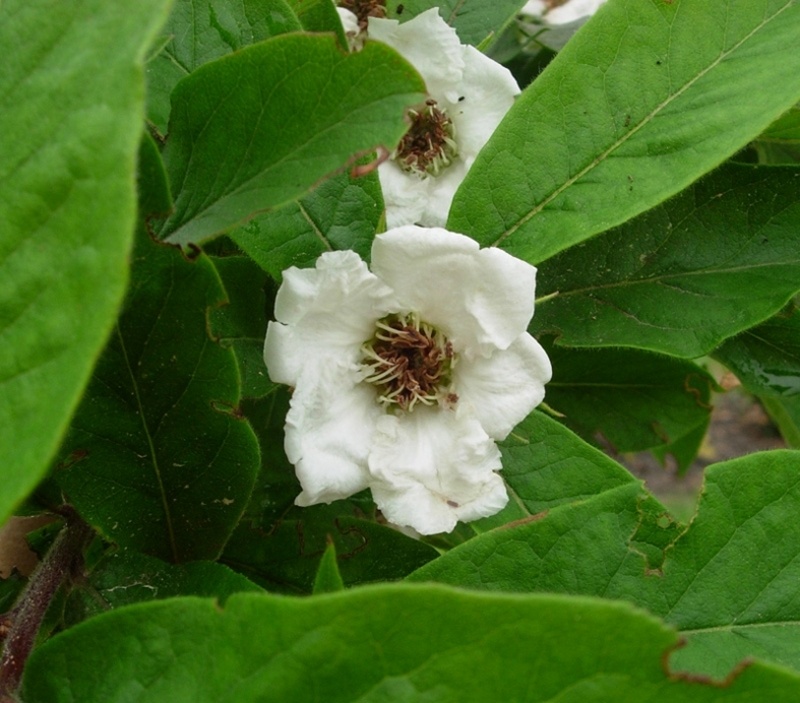 Mispel, Mespilus germanica kopen