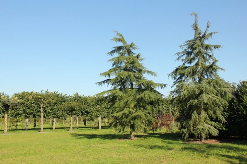 Himalayaceder 'Pendula' , Cedrus deodara 'Pendula' kopen
