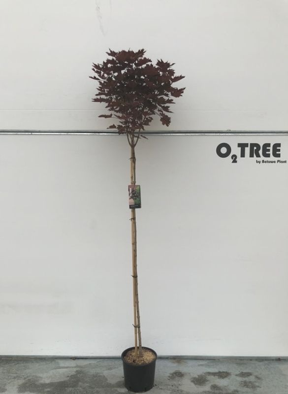 Roodbladige Noorse Esdoorn , Acer platanoides 'Crimson Sentry' kopen