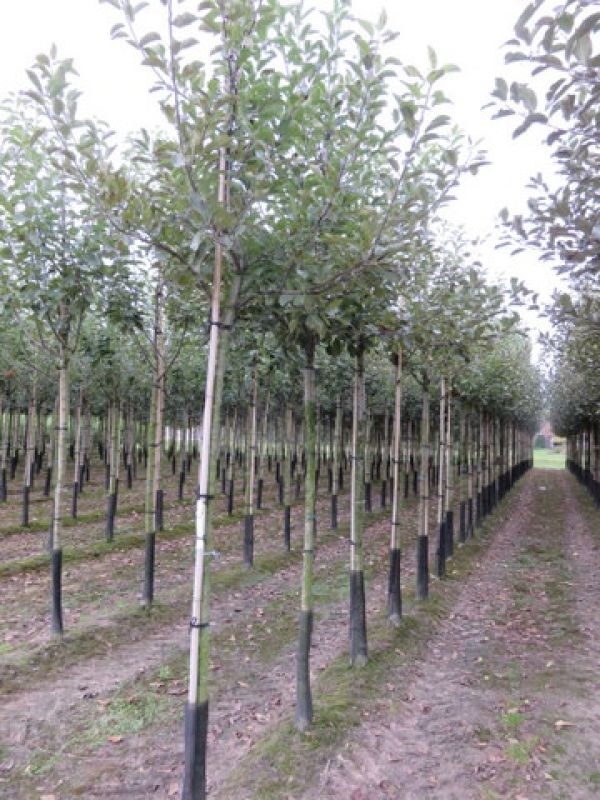 Appel 'Elstar' hoogstam, Malus domestica 'Elstar' kopen