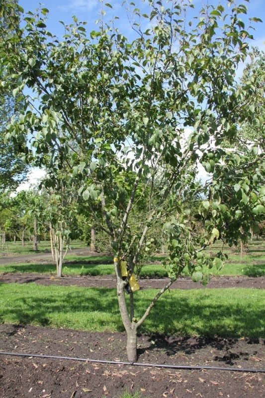 Pruim 'Opal', Prunus domestica 'Opal' kopen