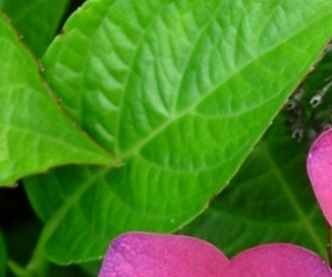 Hortensia 'Teller Red', Hydrangea macrophylla 'Teller Red' kopen