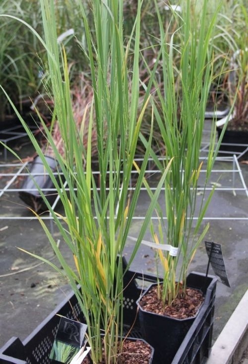 Vingergras 'Northwind', Panicum virgatum 'Northwind' kopen