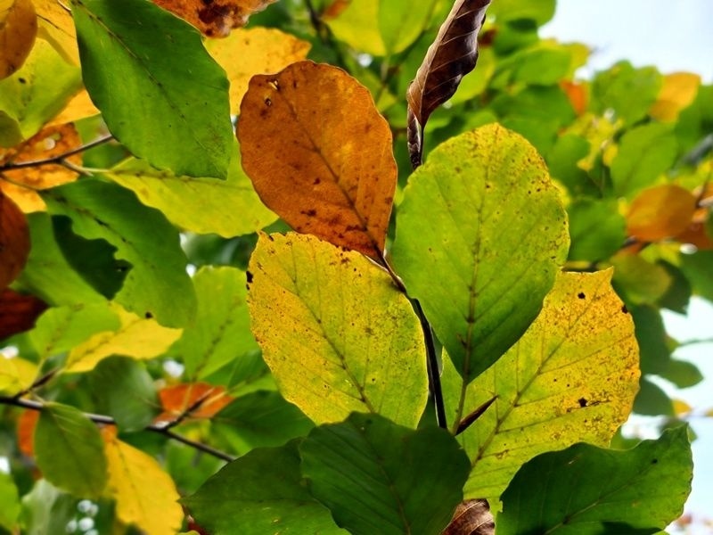 Gewone Beuk, Groene Beuk, Fagus sylvatica kopen
