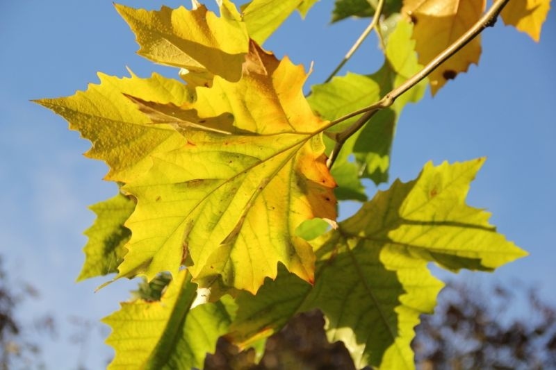 Plataan, Platanus x hispanica / Platanus acerifolia kopen