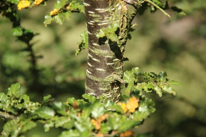Schijnbeuk, Antarctische beuk, Zuidelijke beuk, Nothofagus antarctica kopen