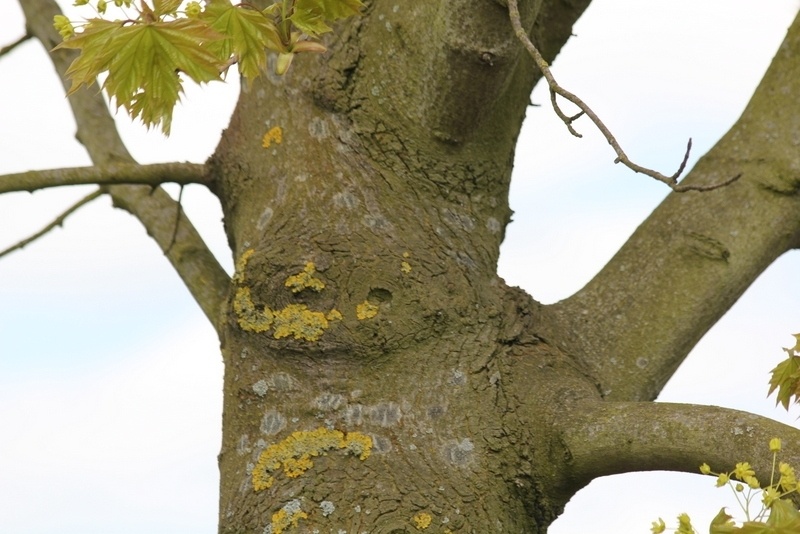 Noorse Esdoorn 'Columnare', Acer platanoides 'Columnare' kopen