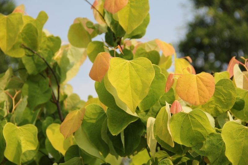 Judasboom 'The Rising Sun', Cercis. can 'The Rising Sun' kopen