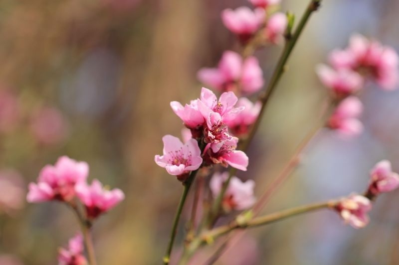 Perzik 'Amsden' , Prunus persica 'Amsden' kopen