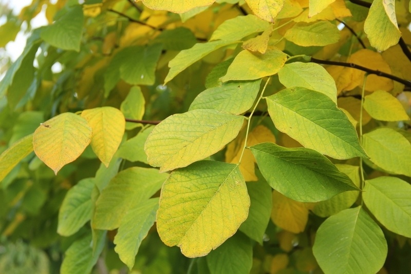 Geelhout, Cladrastis kentukea kopen