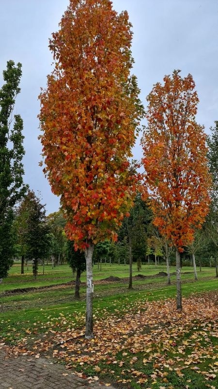 Rode esdoorn 'Scanlon', Acer rubrum 'Scanlon' kopen