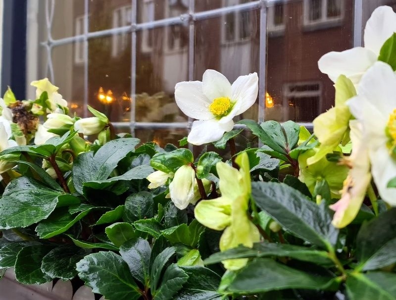 Kerstroos, Helleborus niger per kist a 24 st. kopen