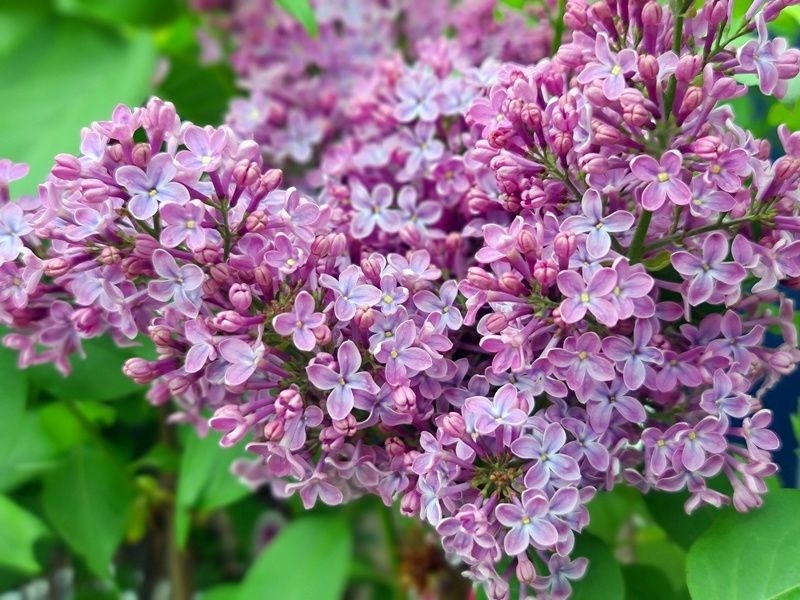 Sering 'Ruhm von Horstenstein', Syringa vulgaris 'Ruhm von Horstenstein ...