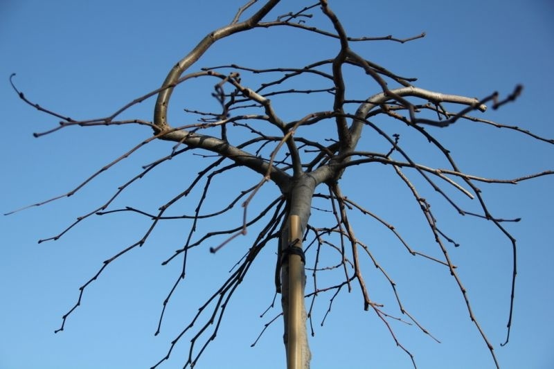 Prieel-iep, Ulmus 'Camperdownii' kopen