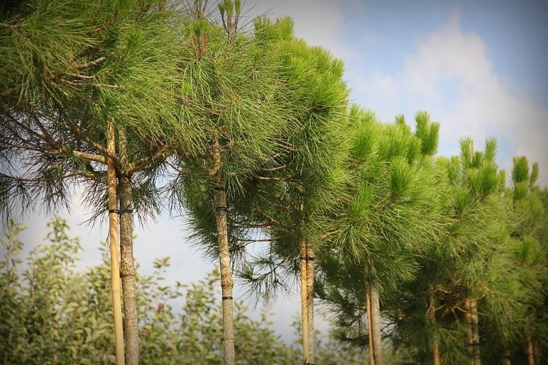 Parasolden, Pinus pinea kopen