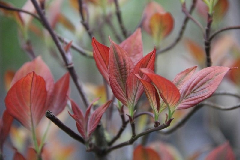 Veelbloemige kornoelje 'Royal Red', Cornus florida 'Royal Red' kopen