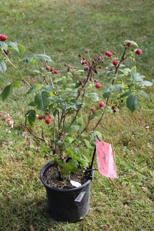 Herfstframboos 'Heritage', Rubus idaeus 'Heritage' kopen
