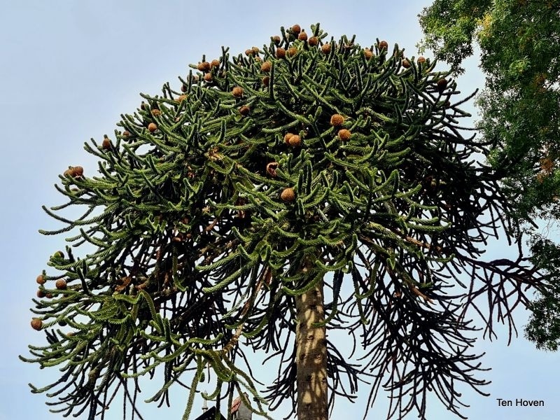 Apenboom, slangenden, Araucaria araucana kopen