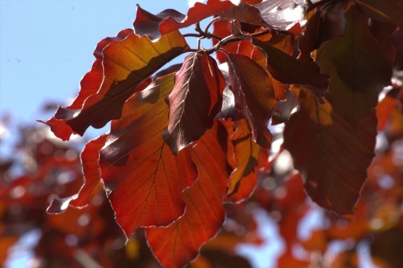 Rode Beuk, Fagus sylvatica 'Atropunicea' kopen