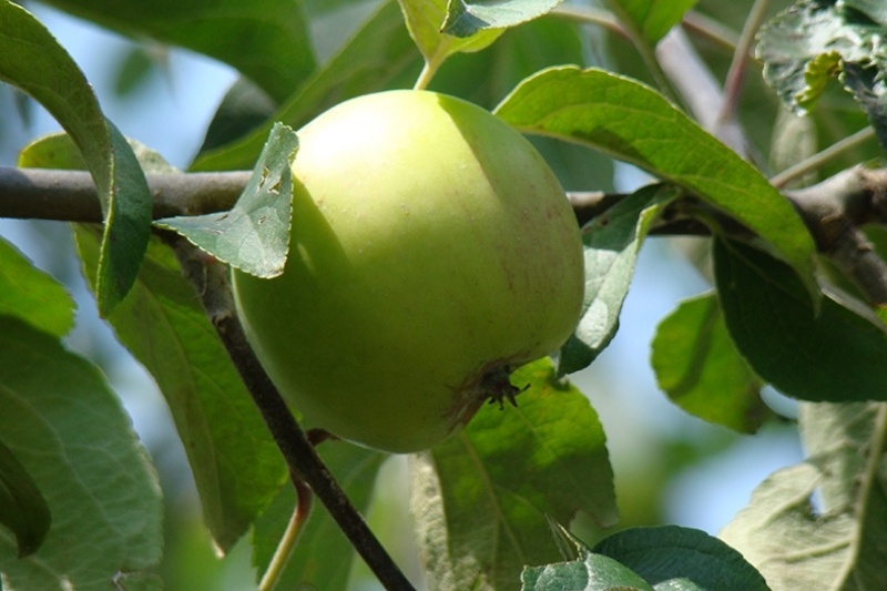 Appel Roter Gravensteiner, Malus domestica 'Roter Gravensteiner' kopen