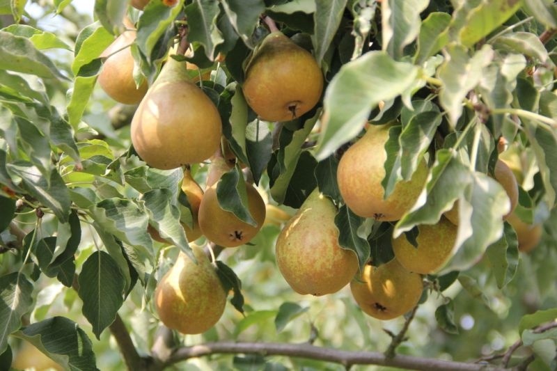 Stoofpeer 'Gieser Wildeman' , Pyrus communis 'Gieser Wildeman' kopen