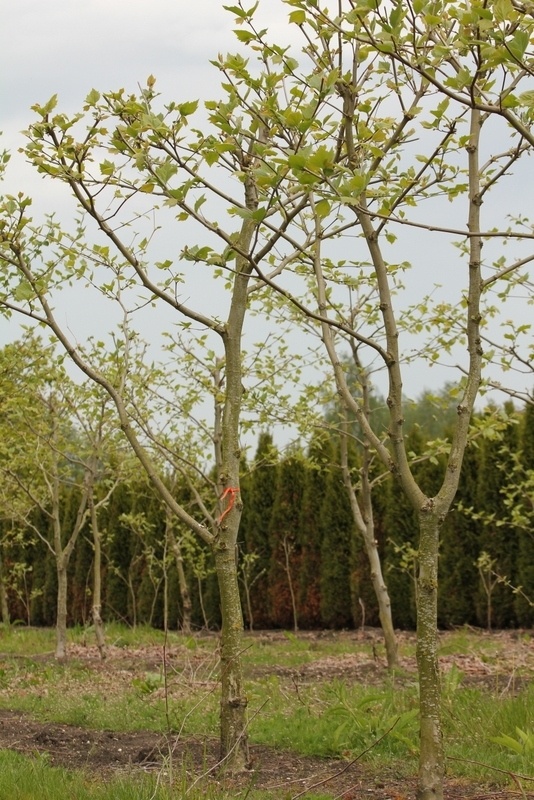 Plataan, Platanus x hispanica kopen