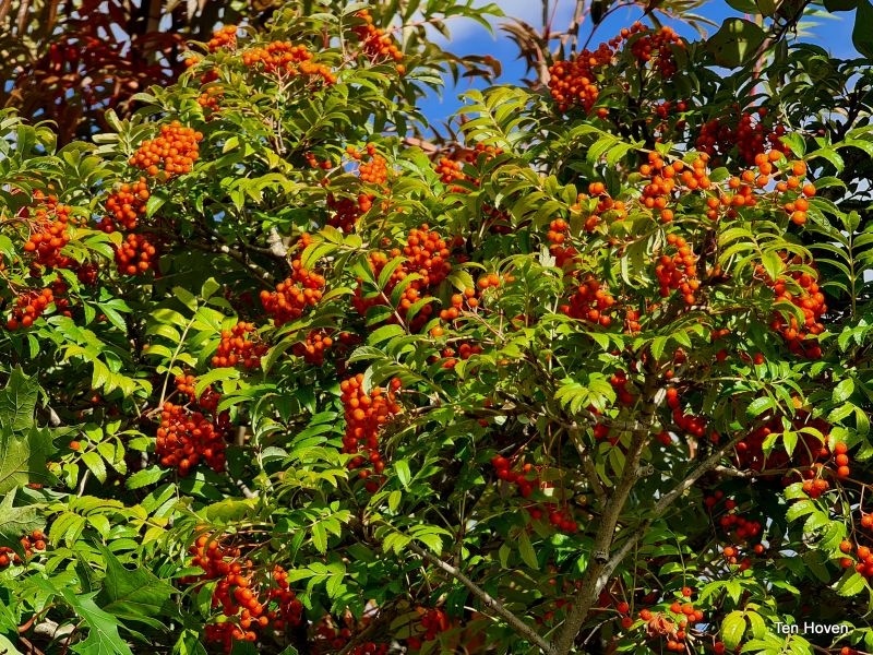 Lijsterbes 'Fireball', Sorbus commixta 'Fireball' kopen