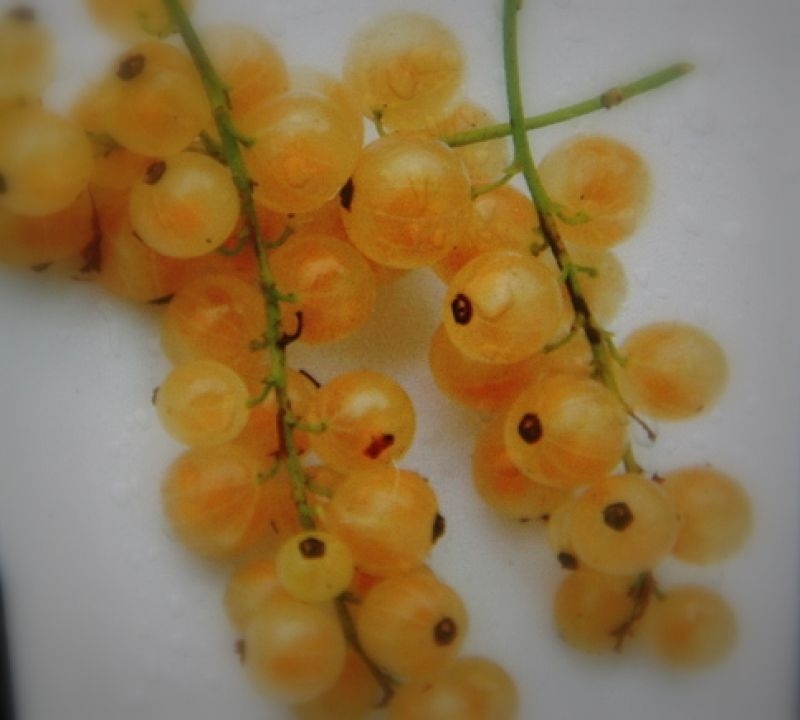 Witte bes 'Werdavia', Ribes rubrum 'Werdavia' kopen