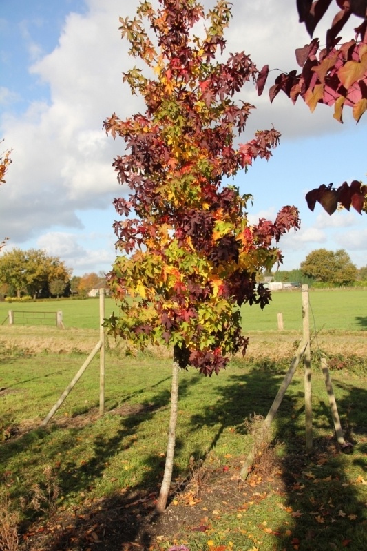 Amberboom, Liquidambar styraciflua kopen