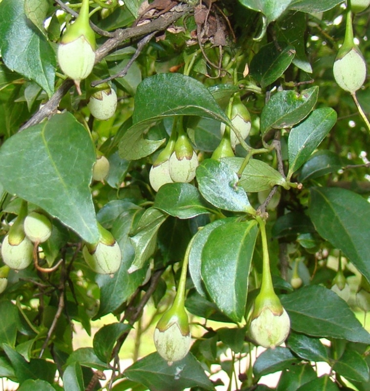 Storaxboom japonicus, Styrax japonicus kopen