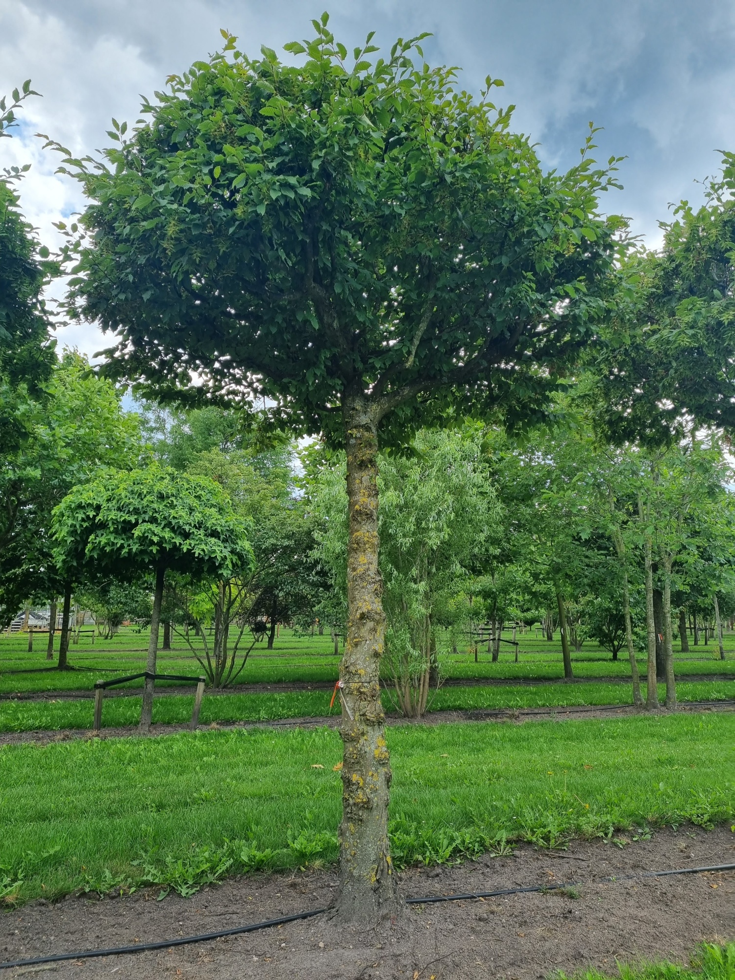 Dakboom kopen? Parasolboom kopen?