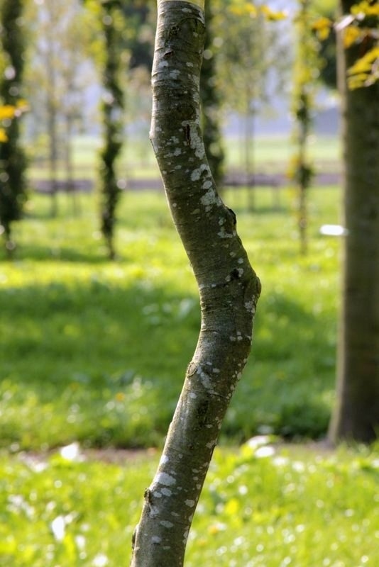Beuk, Fagus sylvatica kopen