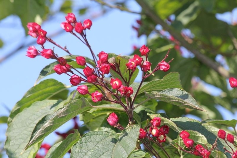 Kansenboom 'Purple Blaze', Clerodendron trichotomum 'Purple Blaze' kopen