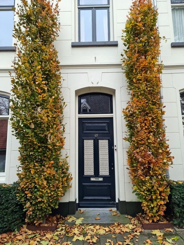 Paarse Beuk, Fagus sylvatica 'Dawyck Purple' kopen