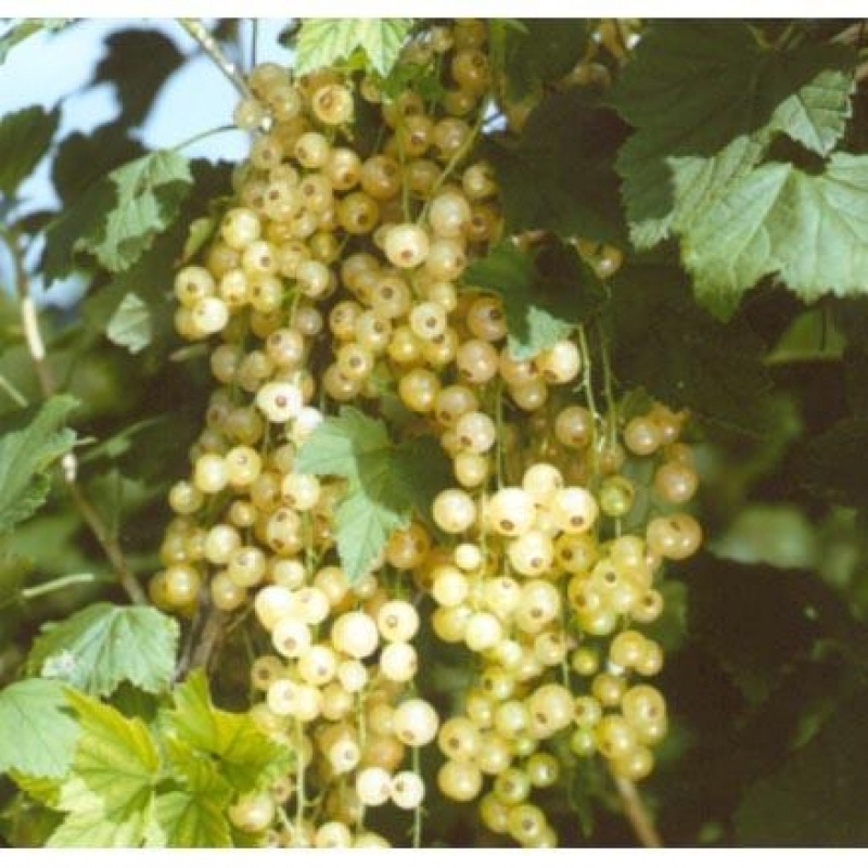 Witte bes 'Witte Hollander', Ribes rubrum 'Witte Hollander' kopen