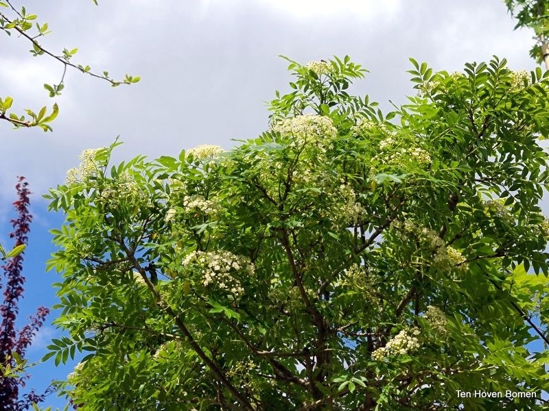 Lijsterbes 'Fireball', Sorbus commixta 'Fireball' kopen