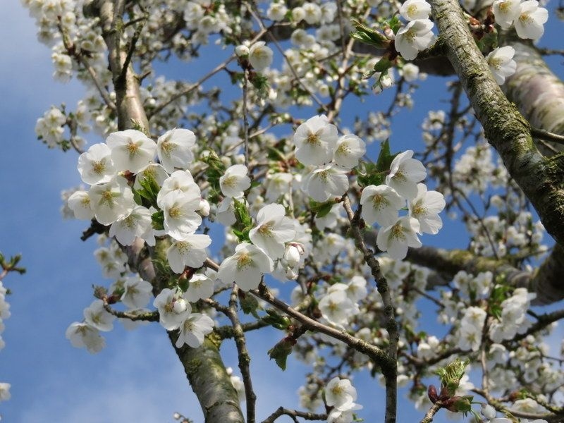 Chinese Kers, Prunus 'Umineko' kopen