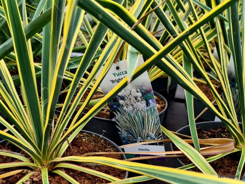 Palmlelie 'Bright Edge', Yucca filamentosa 'Bright Edge' kopen