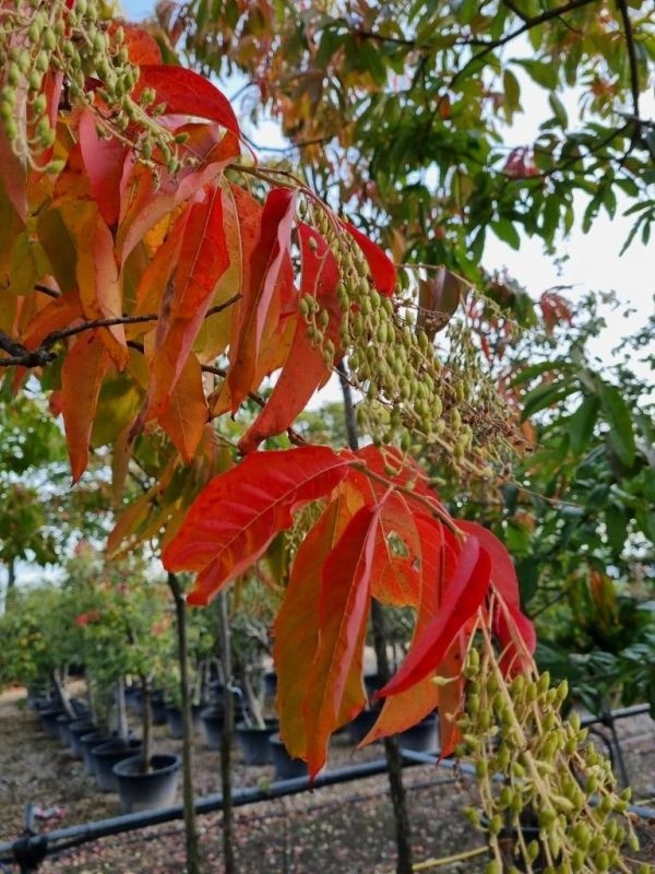 Zuurboom, Oxydendrum arboreum kopen
