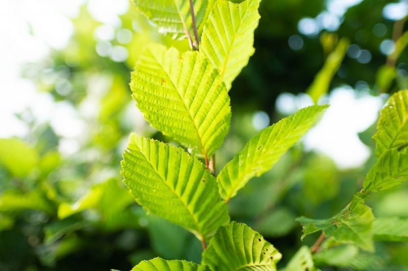Haagbeuk, Carpinus betulus kopen
