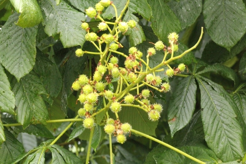 Rode Paardenkastanje, Aesculus x carnea 'Briotii' kopen